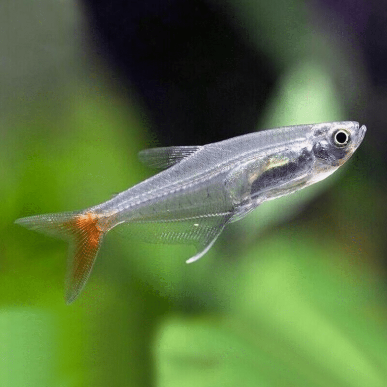 6 X Glass Bloodfin Tetras - Prionobrama Filigera - South American ...