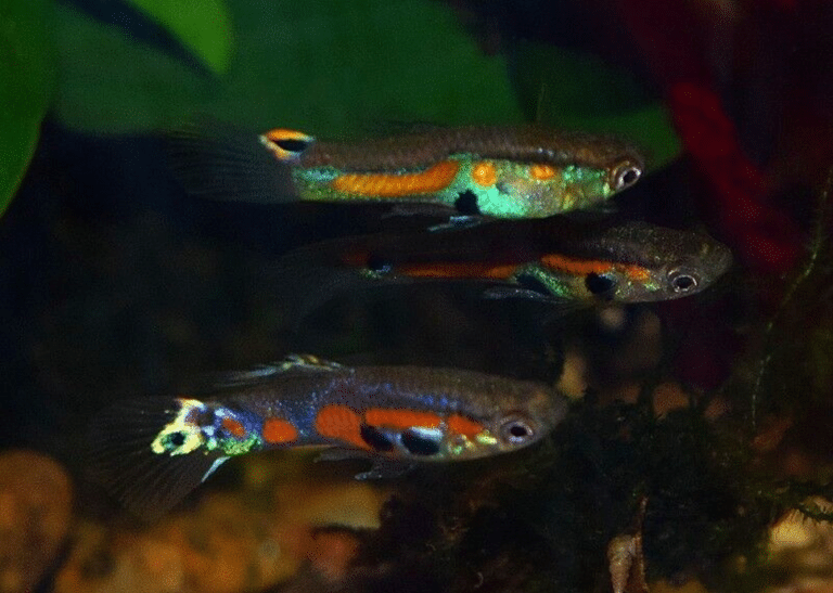 Variable Red Spotted Endler Guppy Pair – Poecilia Wingei – Miniature ...