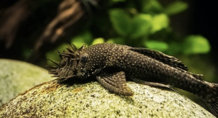 Common Bristlenose Pleco 3 Cm Ancistrus Spec South American Catfish ...