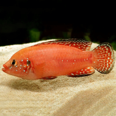 Hemichromis Exsul - Turkana Jewel Cichlid - African Dwarf Cichlid ...