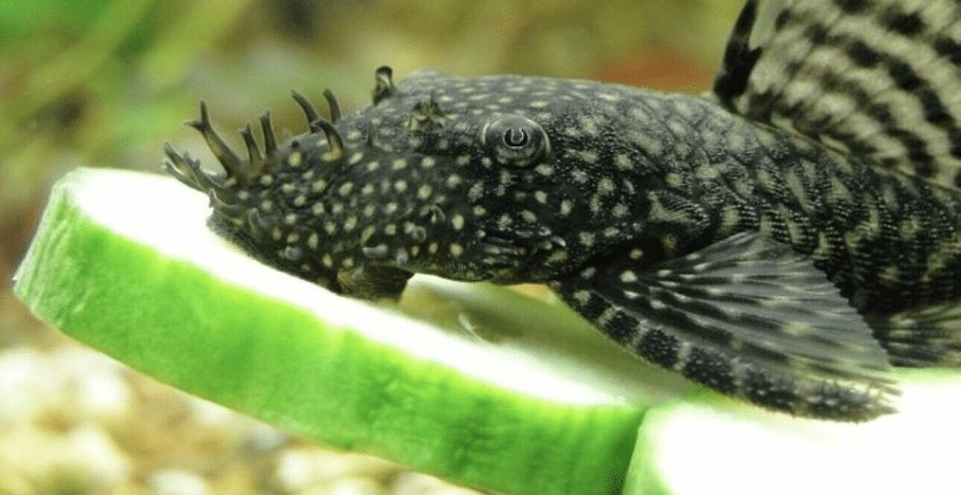 Common Bristlenose Pleco 3 Cm Ancistrus Spec South American Catfish ...