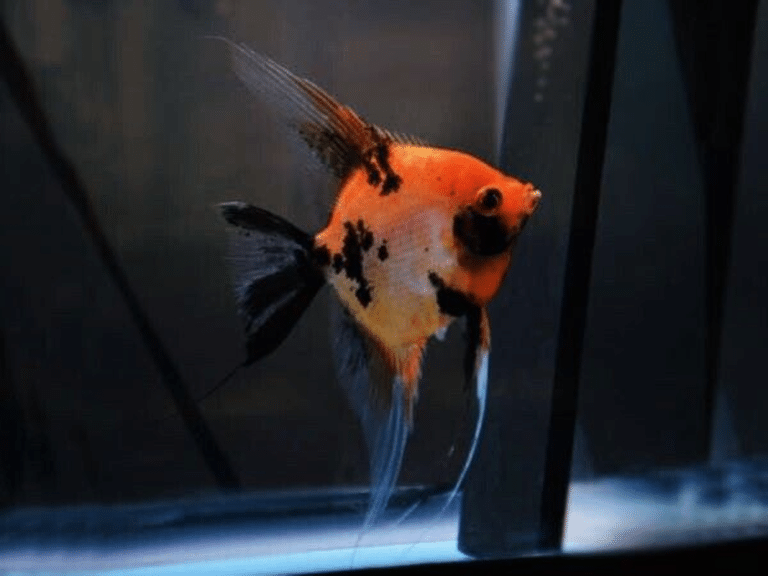 3 X Angel Fish, Red Devil Angelfish Pterophyllum Scalare South American ...