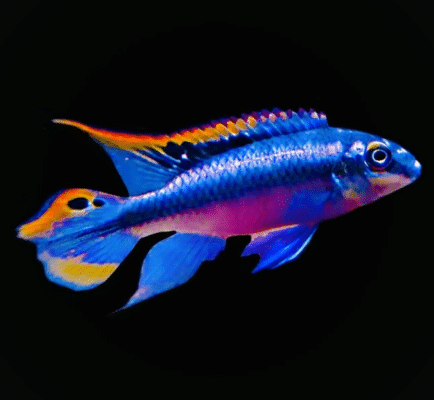 Pelvicachromis Pulcher «Blue Rainbow Kribensis Cichlid Dwarf Kribs 4Cm ...