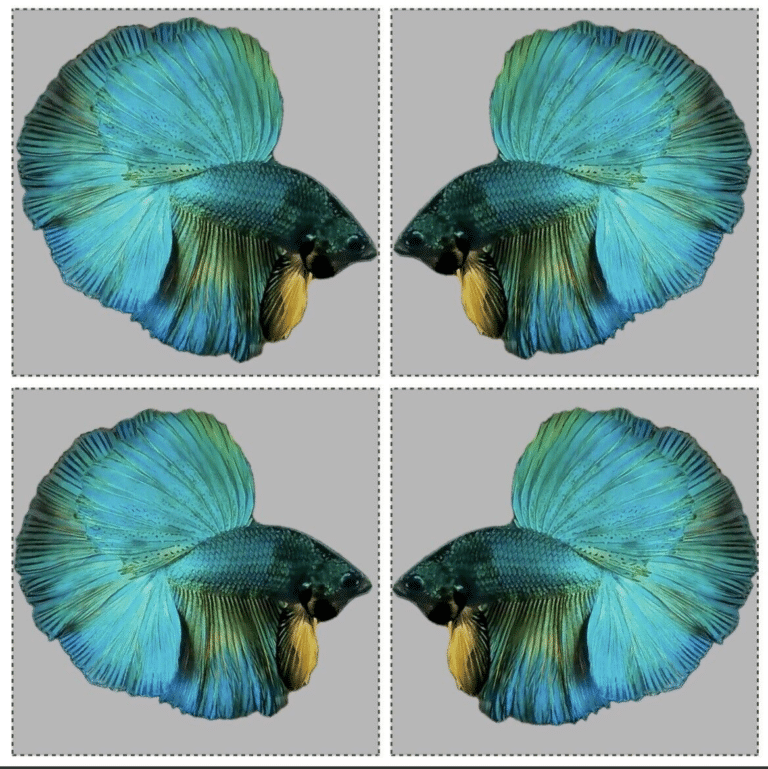 Betta Fish - AquaTropics