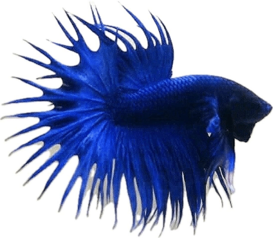 Blue Crowntail Male Betta – Betta Splendens | Buy Online | Aquatropics