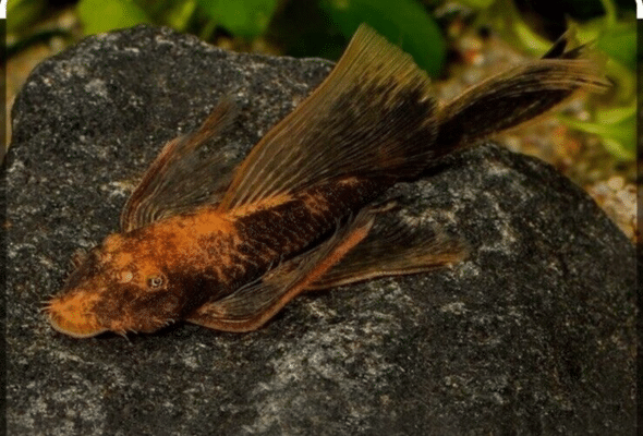 RED BLACK LONGFIN BRISTLENOSE PLECO 3 CM ANCISTRUS SPES CATFISH ALGAE ...