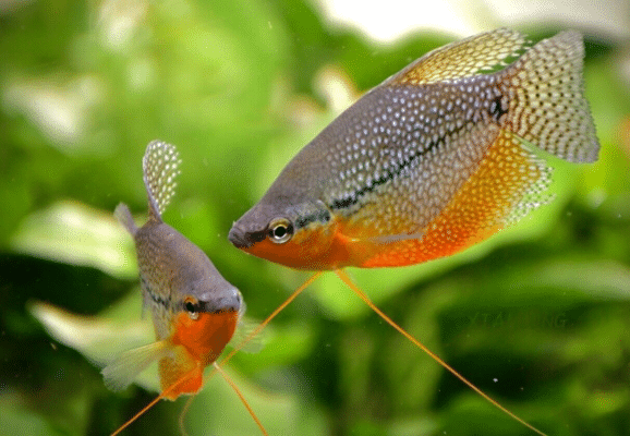 PEARL LACE GOURAMI STUNNING COMMUNITY FISH - AquaTropics