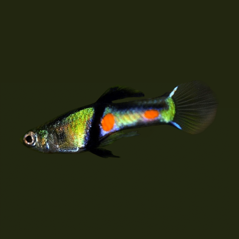 Endler Guppies - AquaTropics