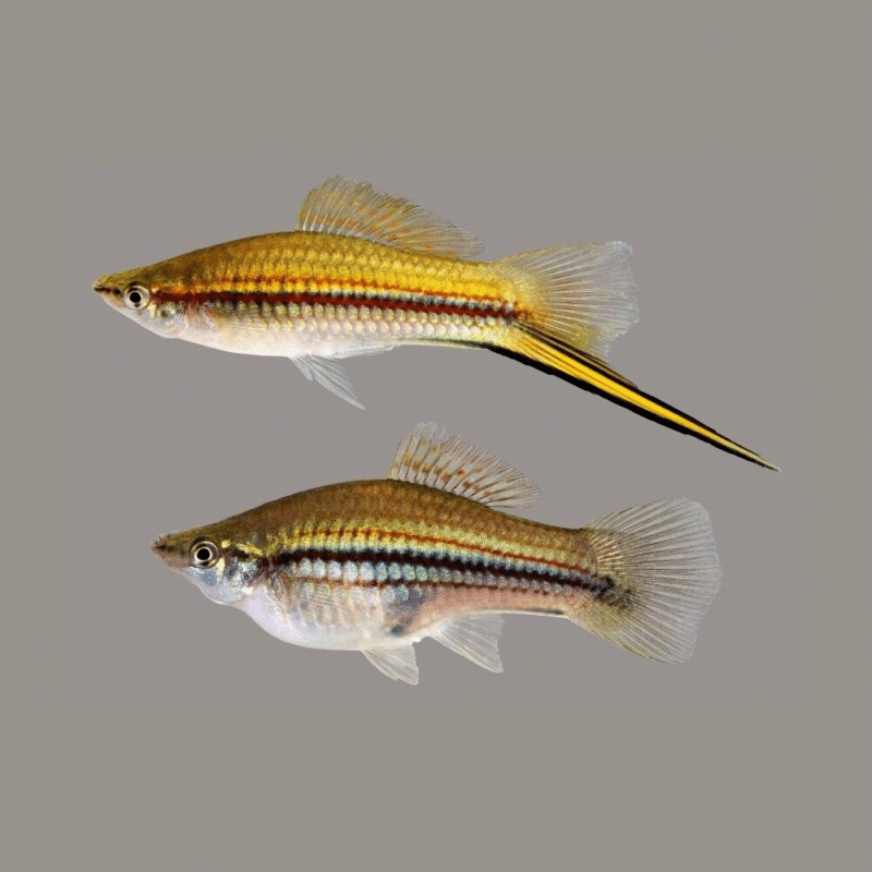 Yucatan Wild Swordtail Pair – Xiphophorus Hellerii – Mexico Livebearer ...