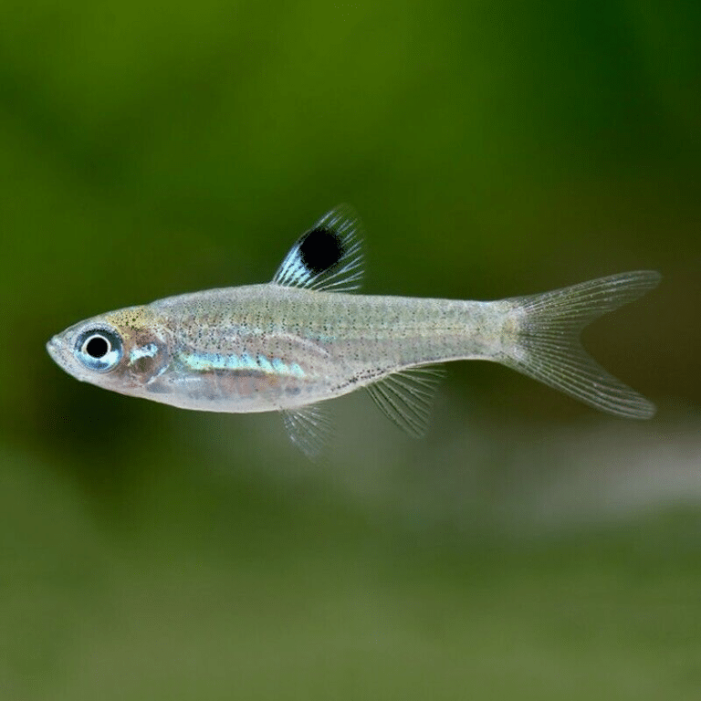 10 X Eyespot Rasboras - Brevibora Dorsiocellata - Cyprinid Fish ...