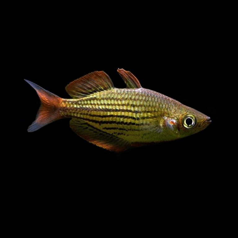 6 X Dwarf Rainbowfish - Melanotaenia Maccullochi - Australian ...