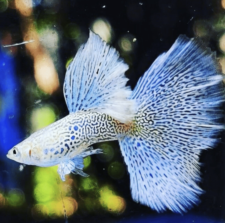 Blue Lace Guppy Pair (1 Male + 1 Female) – Poecilia Reticulata | Buy ...