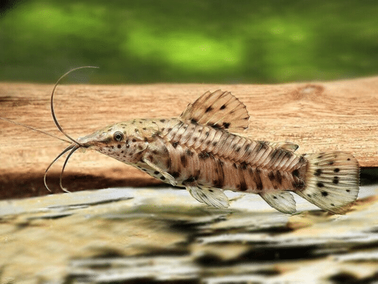 Megalechis thoracata – Spotted Hoplo | South American Catfish | Buy ...