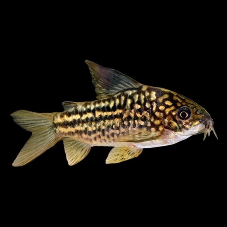 Corydoras napoensis – Rio Napo Cory | Buy Online | Aquatropics
