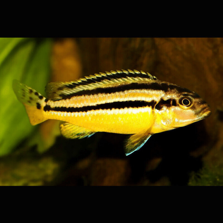 Melanochromis auratus – Golden Mbuna Cichlid | Malawi Golden Cichlid ...