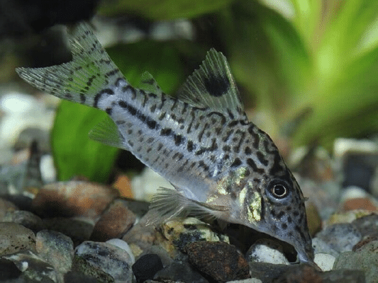 Leopard Cory - Corydoras Leopardus - Corydoras Funnelli - South ...