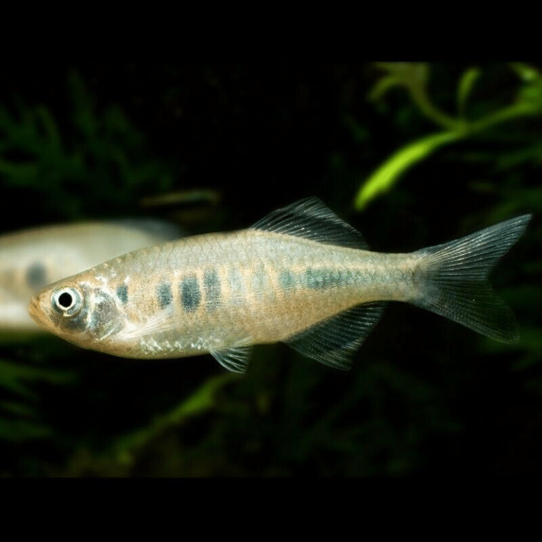 Danios - AquaTropics