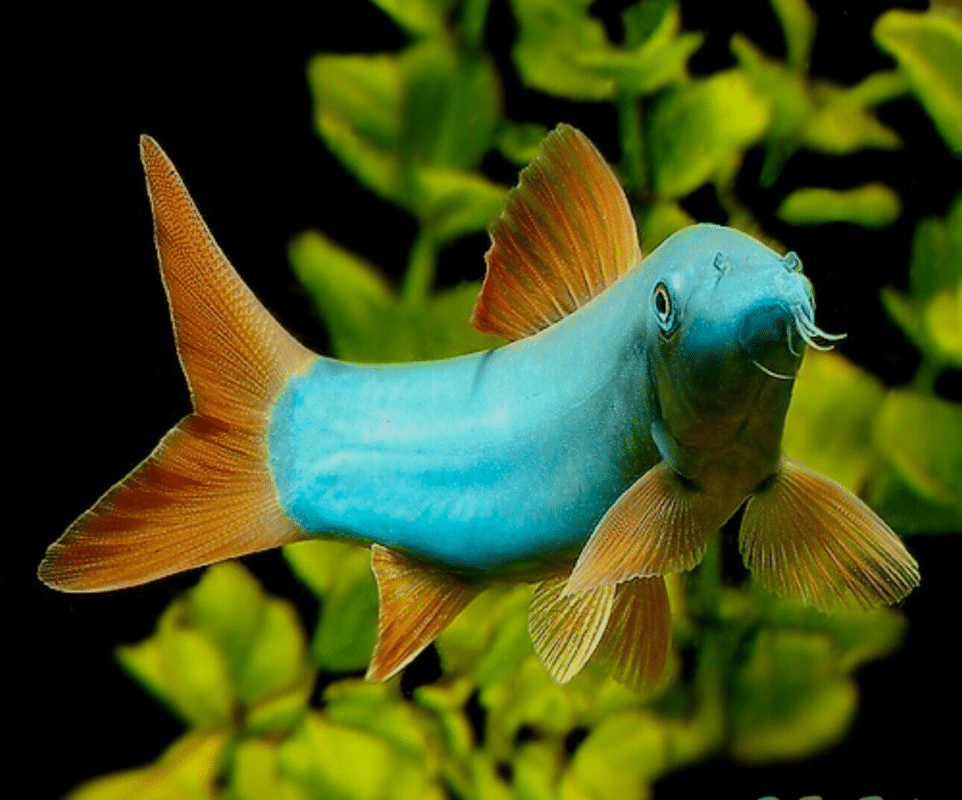 Blue Red Fin Loach – Yasuhikotakia Modesta – Botia | Buy Online ...