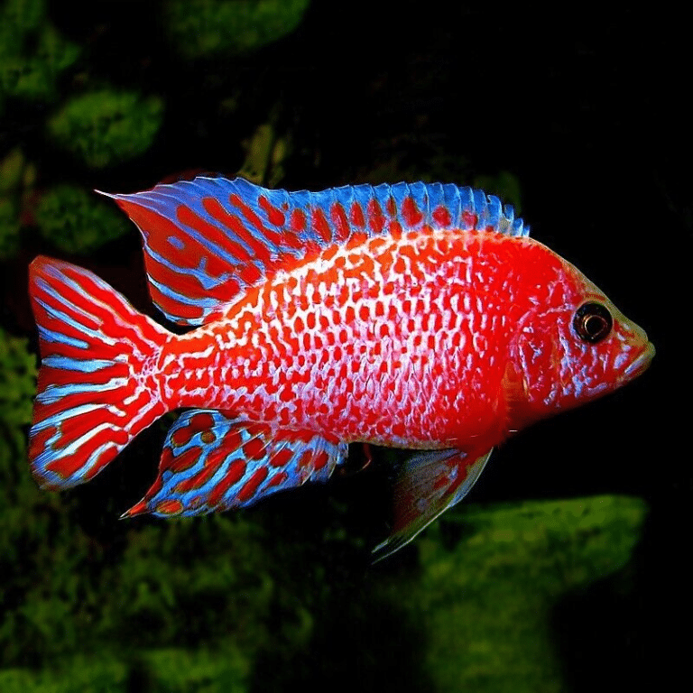 Red Dragon Peacock Cichlid – Aulonocara Sp. – Lake Malawi Cichlid | Buy ...