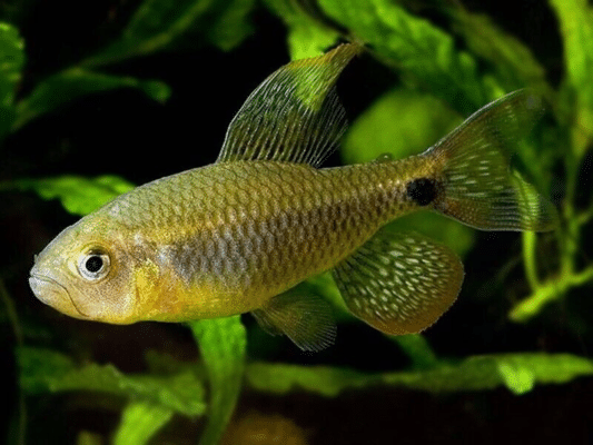 Sailfin Tetra – Crenuchus Spilurus – South American Tetra | Buy Online ...