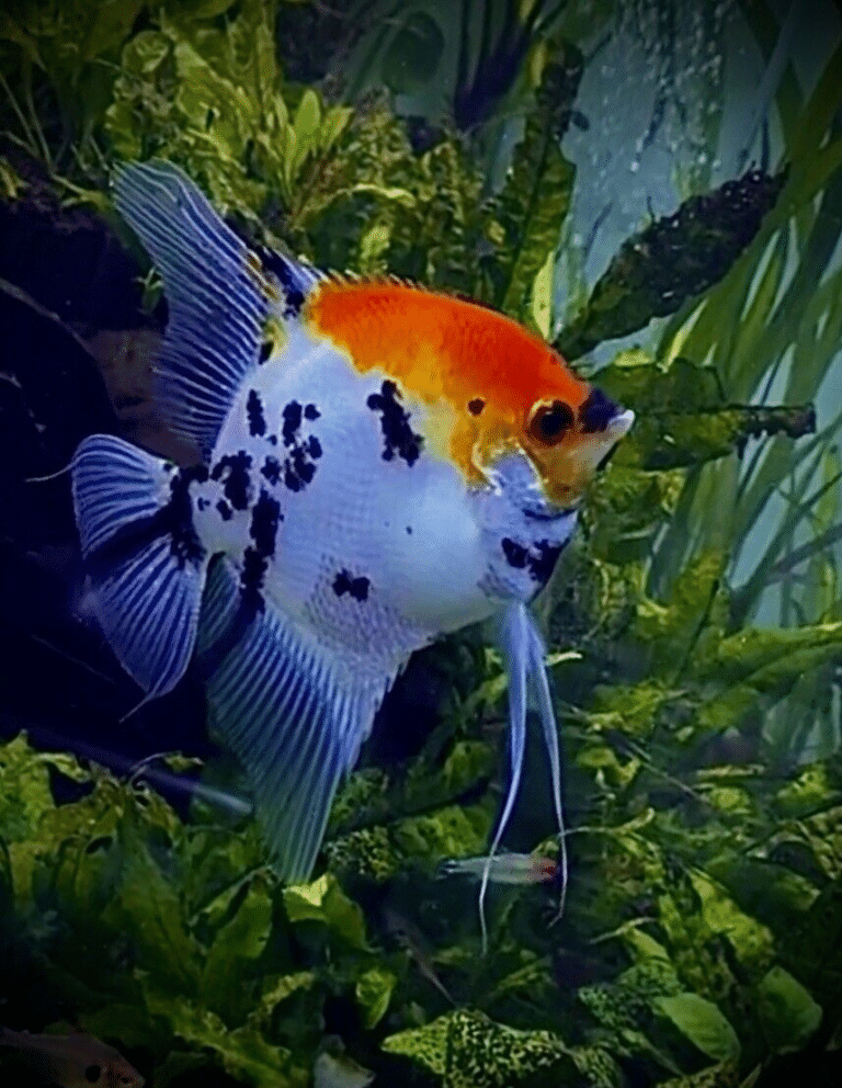 Red Cap Angelfish – Pterophyllum Scalare | Buy Online | Aquatropics