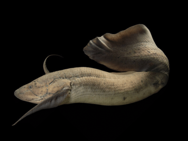 West African Lungfish – Protopterus Annectens – Freshwater Fish | Buy ...