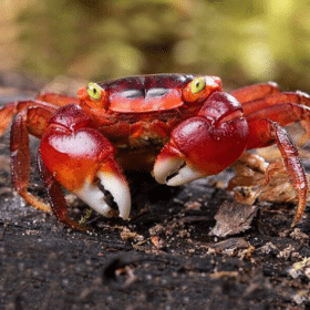 Freshwater Crabs and Lobsters - AquaTropics