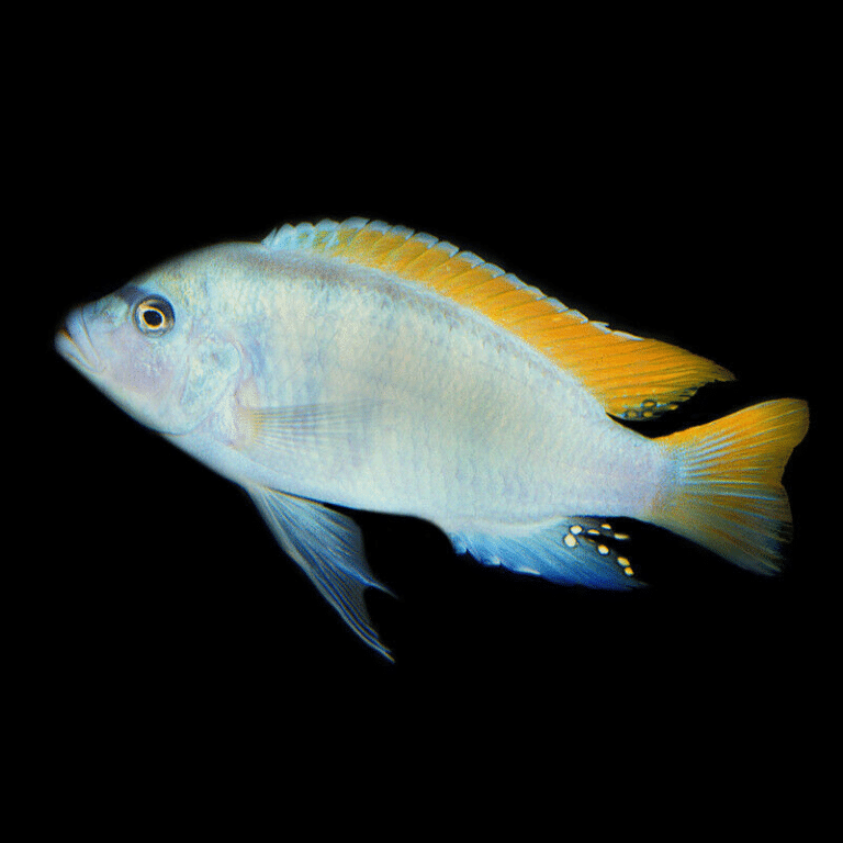 Maylandia greshakei – William's Mbuna Cichlid | Malawi | Buy Online ...