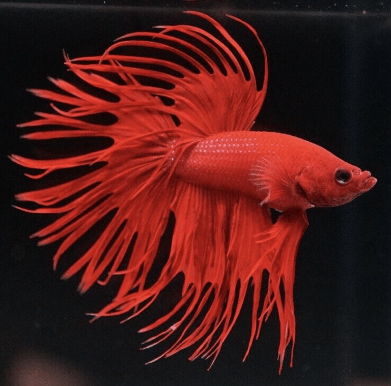 STUNNING CROWN TAIL MALE BETTA RED SPLEND BEAUTIFUL FISH, Beautiful Red ...