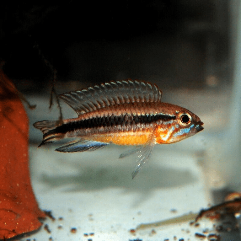 PAIR Apistogramma Mendezi «Santa Isabel» - Dwarf South American Cichlid ...