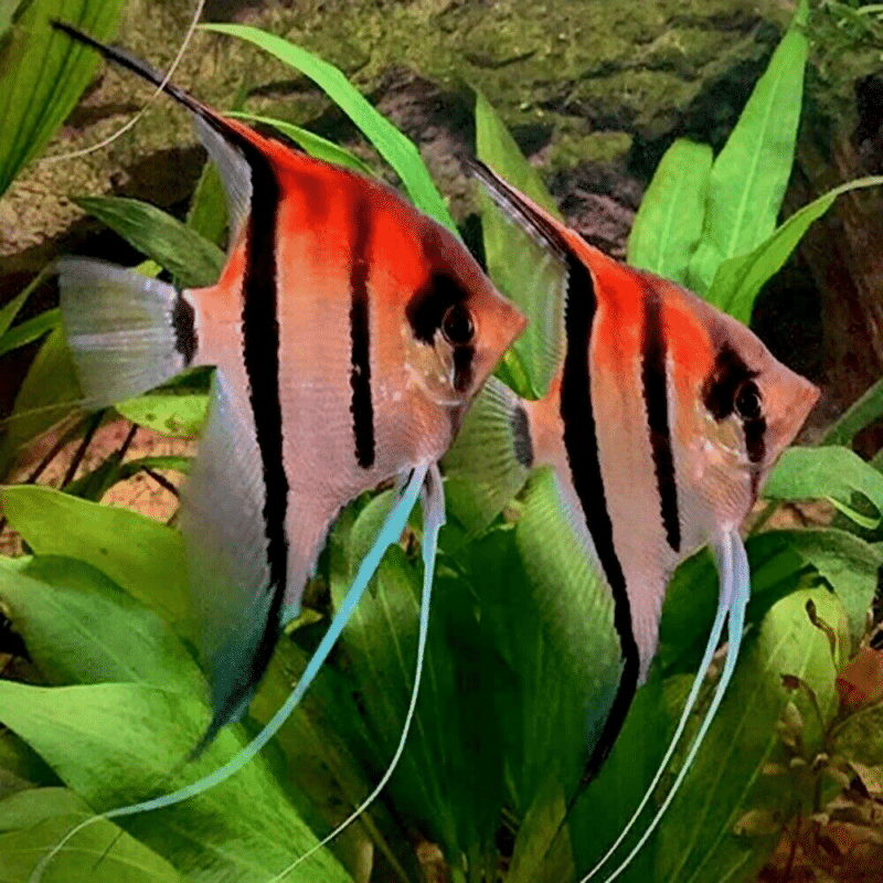 Angel Fish for Sale - AquaTropics