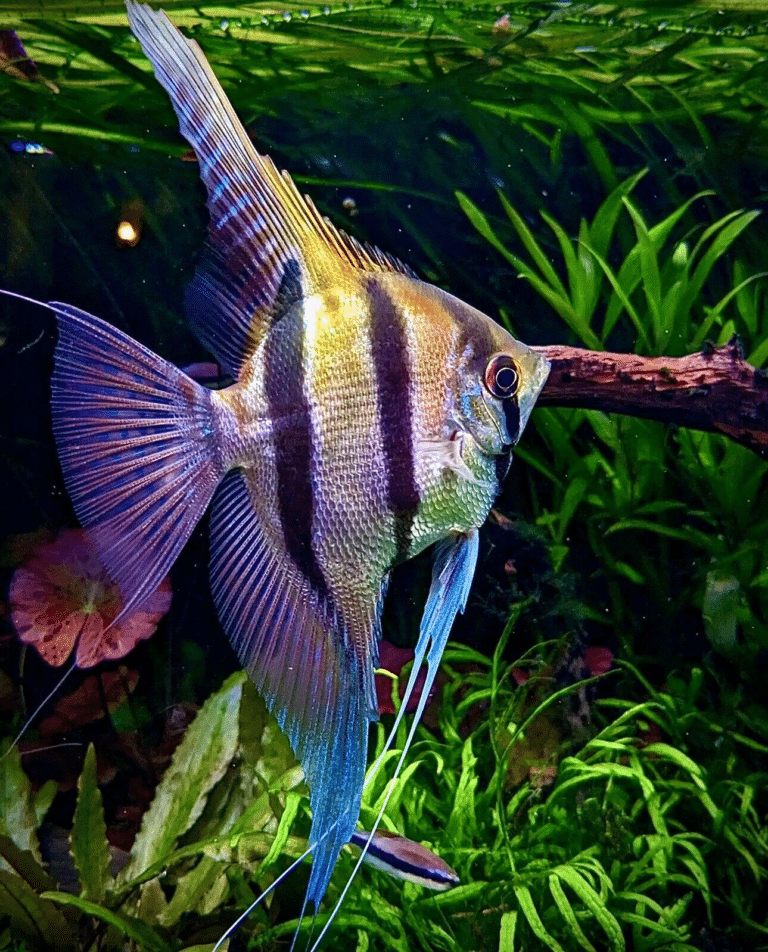 Altum Peruensis Angelfish – Pterophyllum Altum/Peruensis | Buy Online ...