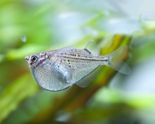 Carnegiella marthae – Black‑wing Hatchetfish | Buy Online | Aquatropics