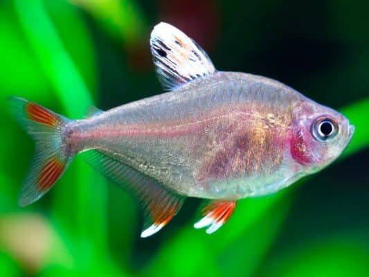 6 X Ornate Tetras – Hyphessobrycon Bentosi – South American Tetras ...