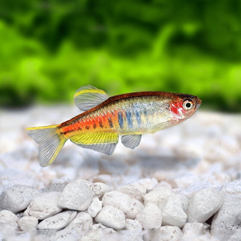 10 X Glowlight Danios - Celestichthys Choprae - Cyprinid Fish, Perfect ...