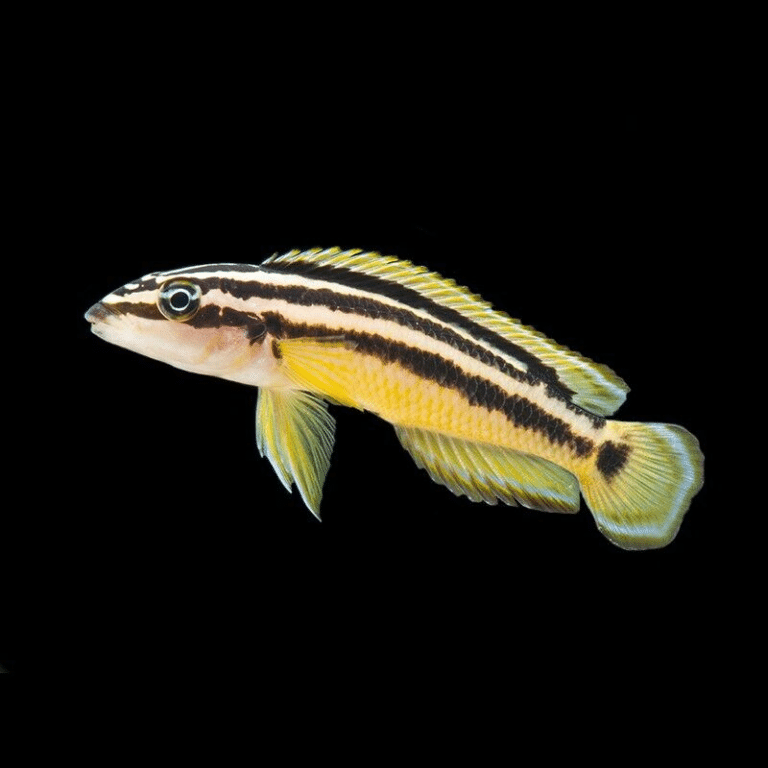 Golden Julie – Julidochromis Ornatus – Lake Tanganyika Cichlid – Bright ...
