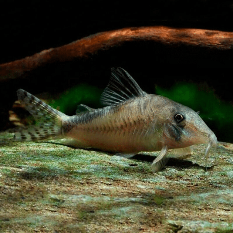 Corydoras simulatus – Olga Cory | South American Catfish | Buy Online ...