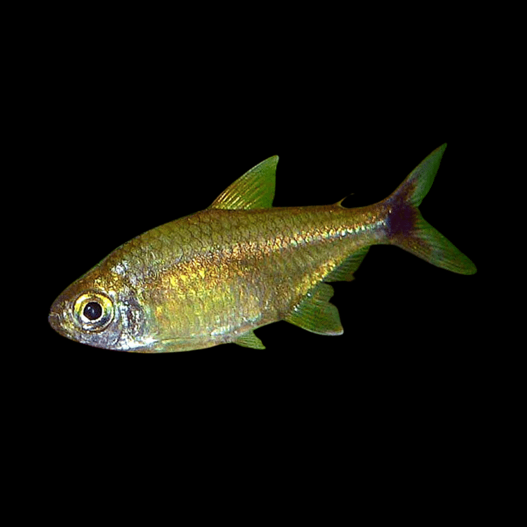 10 X Golden Tetras – Hemigrammus Rodwayi – Bass Tetras – South American ...