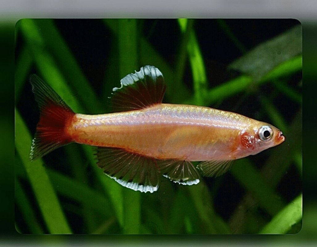 6 X Gold White Cloud Mountain Minnow – Tanichthys Albonubes Gold ...
