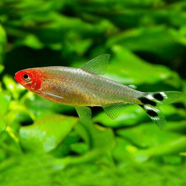 South American Tetra - AquaTropics