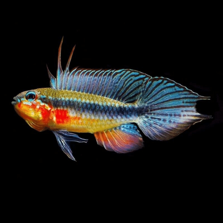 Apistogramma Elizabethae – Elizabeth'S Dwarf Cichlid – South American ...