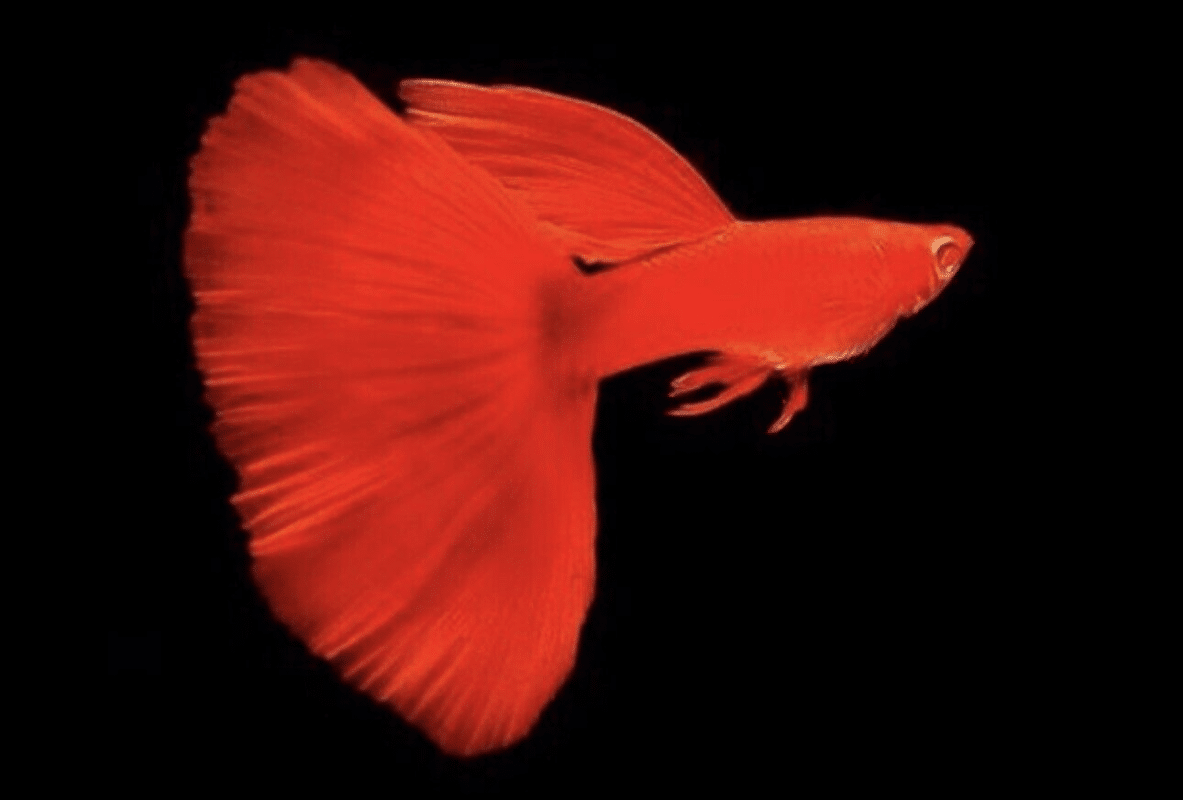 PREMIER GUPPY RED MIX ASSORTED MALE Randomly Selected, Beautiful ...