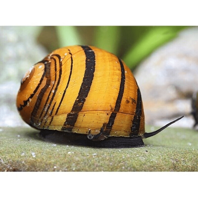 Ring Nerite Snail – Neritina Sp. Ring – Freshwater Gastropod | Buy ...