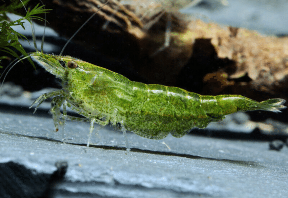 Green Jade Shrimp - Neocaridina Davidi - Aquatic Invertebrate ...