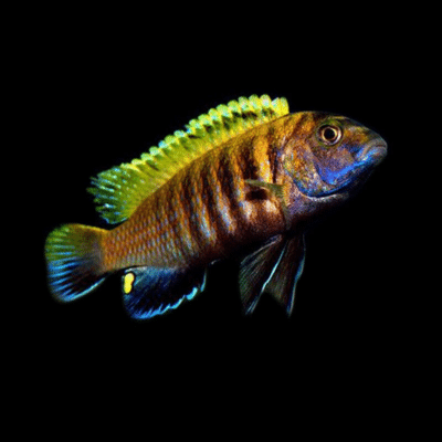 Red Fin Cichlid - Pseudotropheus Tropheops - Lake Malawi Cichlid ...