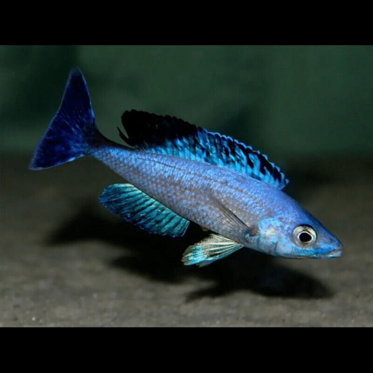 Kitumba Jumbo Sardine Cichlid - Cyprichromis Leptosoma «Kitumba Jumbo ...