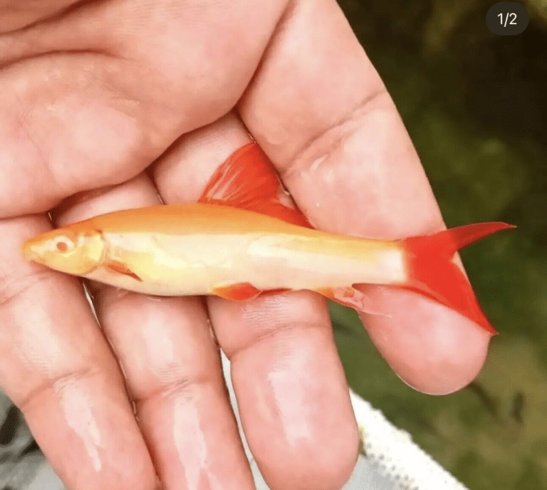 RED FINNED RUBY SHARK RAINBOW ALBINO LOVELY LIVE TROPICAL FISH AQUARIUM ...
