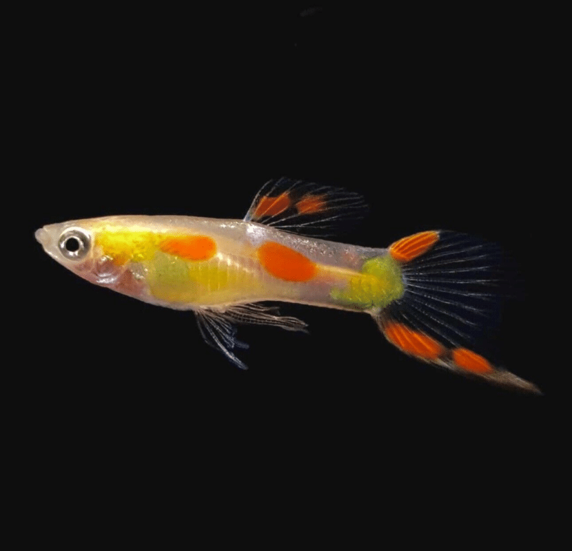 Endler Gold Male Guppy – Poecilia Wingei | Buy Online | Aquatropics