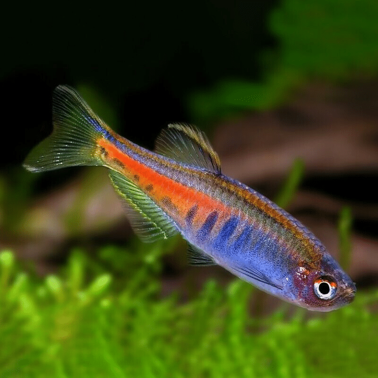 10 X Glowlight Danio – Celestichthys Choprae – Cyprinid Fish | Buy ...