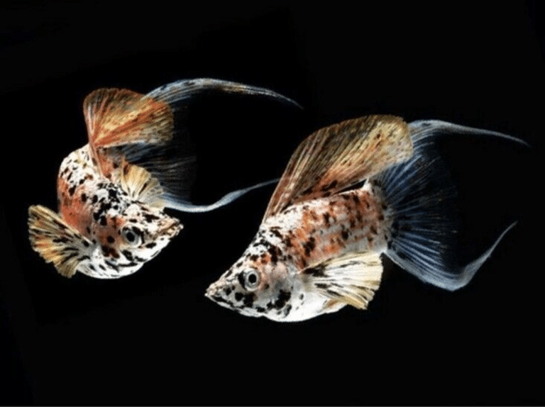 Assorted Balloon Molly Mix Male & Female (3cm) – Poecilia Latipinna ...